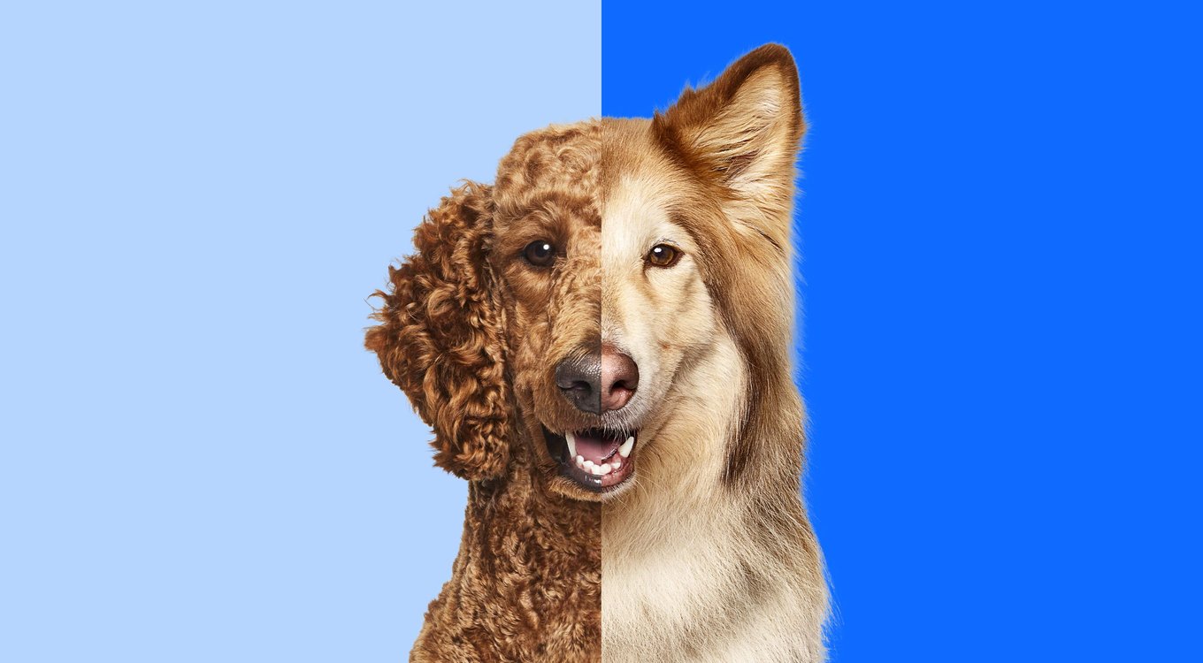 WISDOM PANEL Essential Breed Identification DNA Test for Dogs - Chewy.com