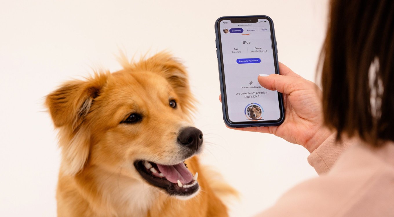 WISDOM PANEL Essential Breed Identification DNA Test for Dogs - Chewy.com