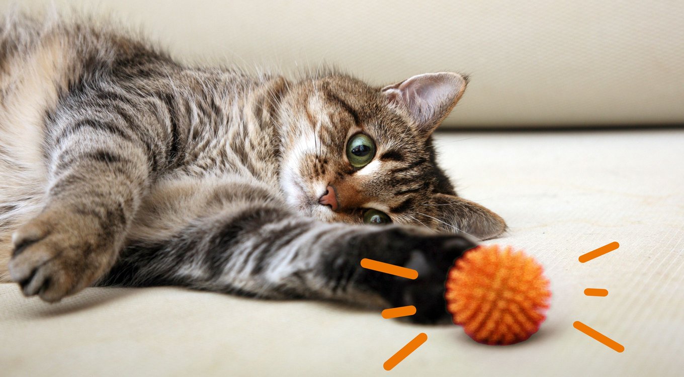 ZESTY PAWS Calming Bites Bacon Flavored Soft Chews Melatonin Supplement ...