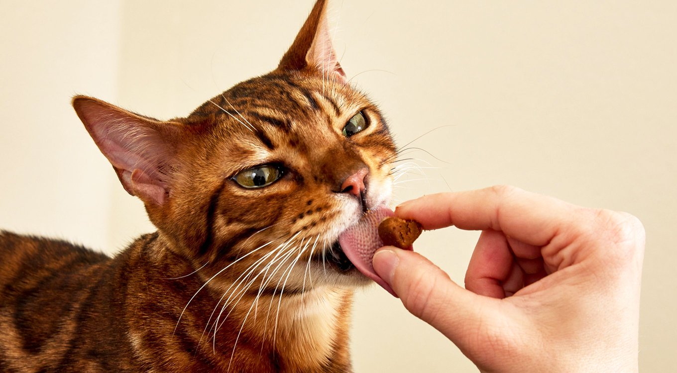 ZESTY PAWS Hairball Bites Bacon Flavored Soft Chews Digestive ...