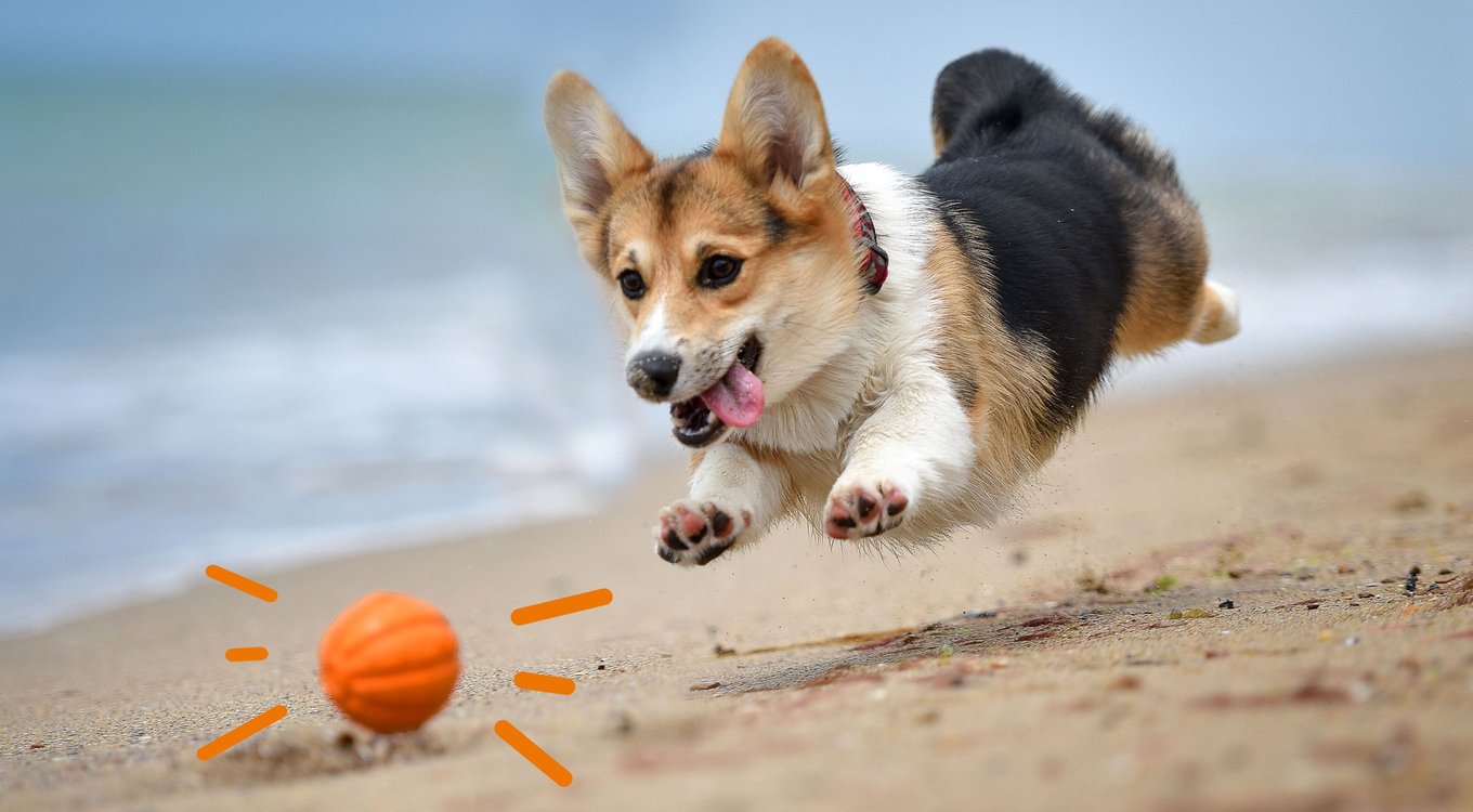 Zesty Paws Probiotic Bites with Natural Digestive Enzymes Pumpkin ...