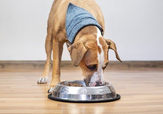 VITAL ESSENTIALS Freeze-Dried Raw Beef Entree Mini Nibs Dog Food, 25-oz ...