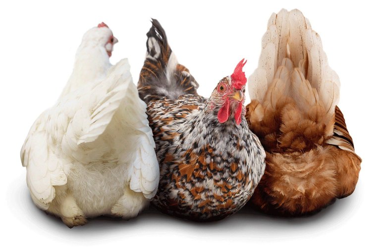 BLUEBONNET FEEDS Poultry Conditioner 16% Protein Premium Formula Grain ...