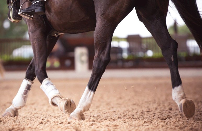 BLUEBONNET FEEDS Equilene Complete Forage Extender Horse Feed, 50-lb ...