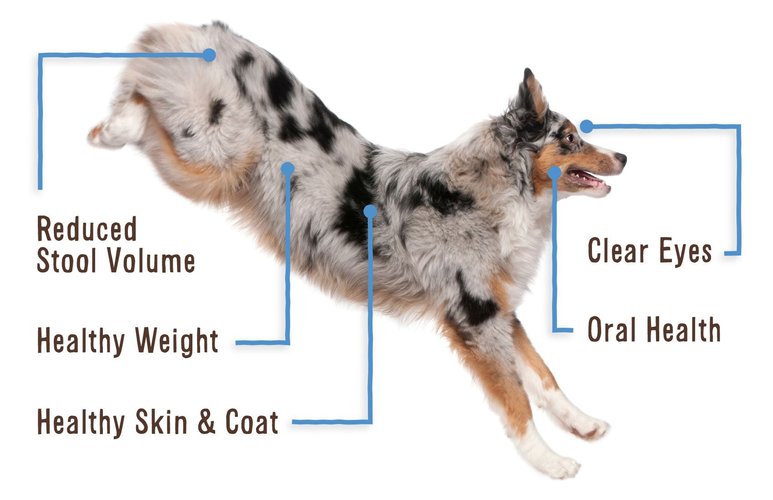 PRIMAL Rabbit Formula Nuggets Grain-Free Raw Freeze-Dried Dog Food, 14 ...