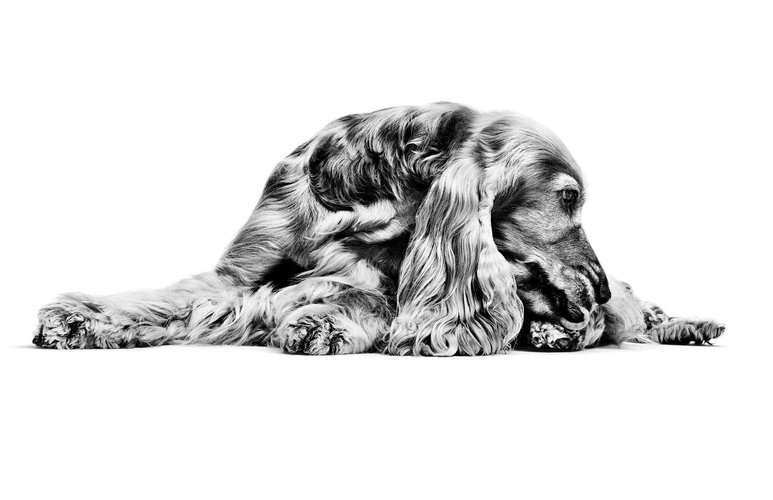 ROYAL CANIN VETERINARY DIET Selected Protein Potato & Rabbit Formula ...