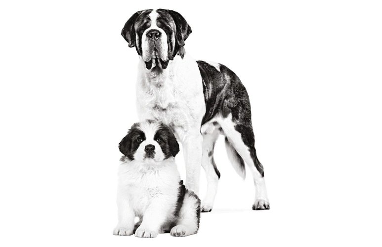 New Version Available - ROYAL CANIN Giant Puppy Dry Dog Food, 30-lb bag ...