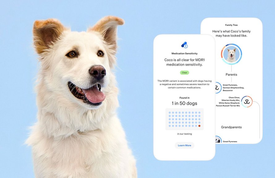 WISDOM PANEL Premium Breed Identification & Health Condition ...