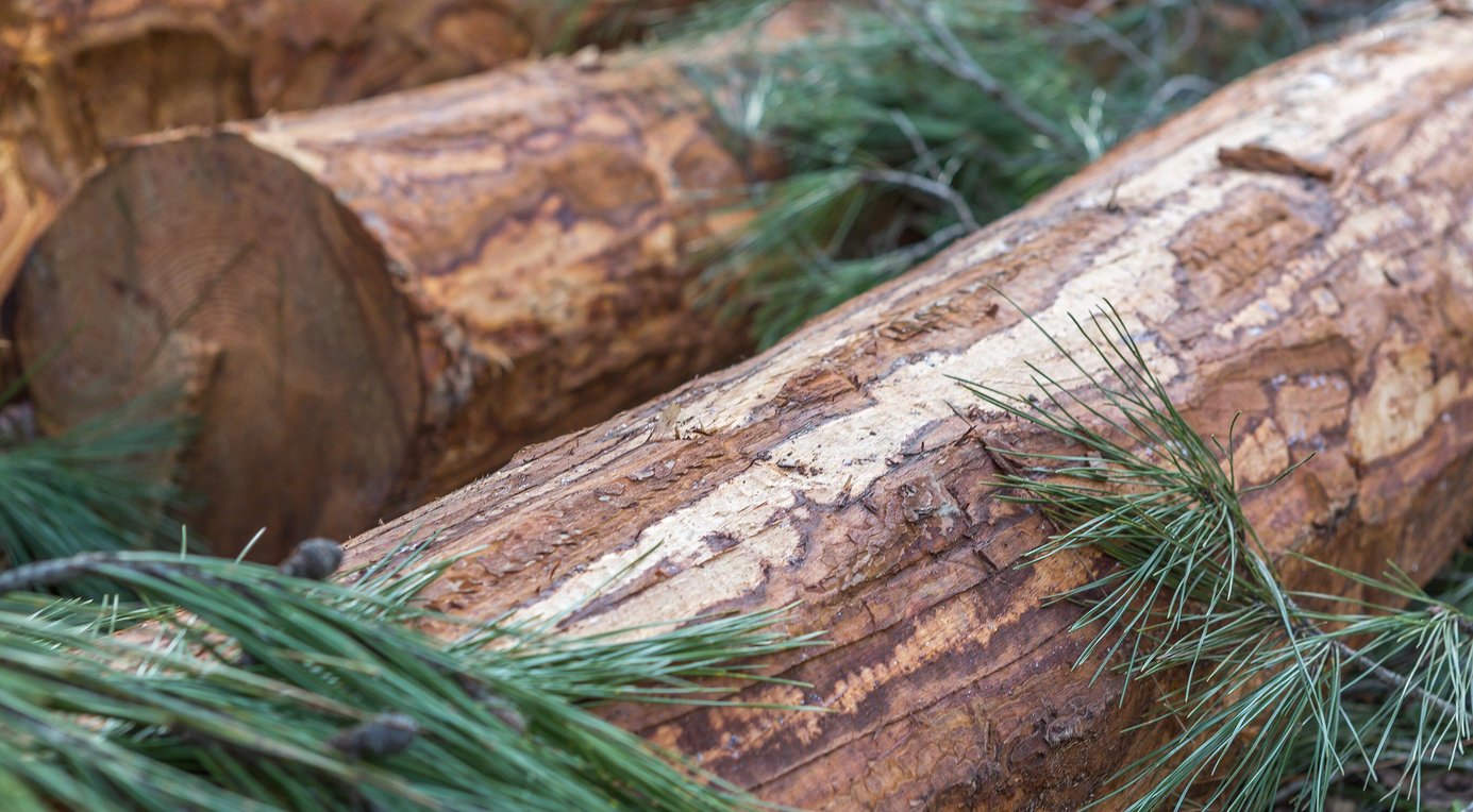 FELINE PINE Original Non-Clumping Wood Cat Litter, 20-lb bag - Chewy.com