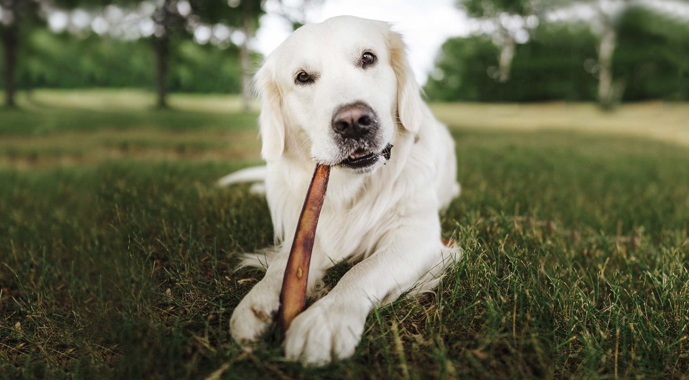 BEST BULLY STICKS Odor Free 6" Bully Stick Dog Treats, 6 count - Chewy.com