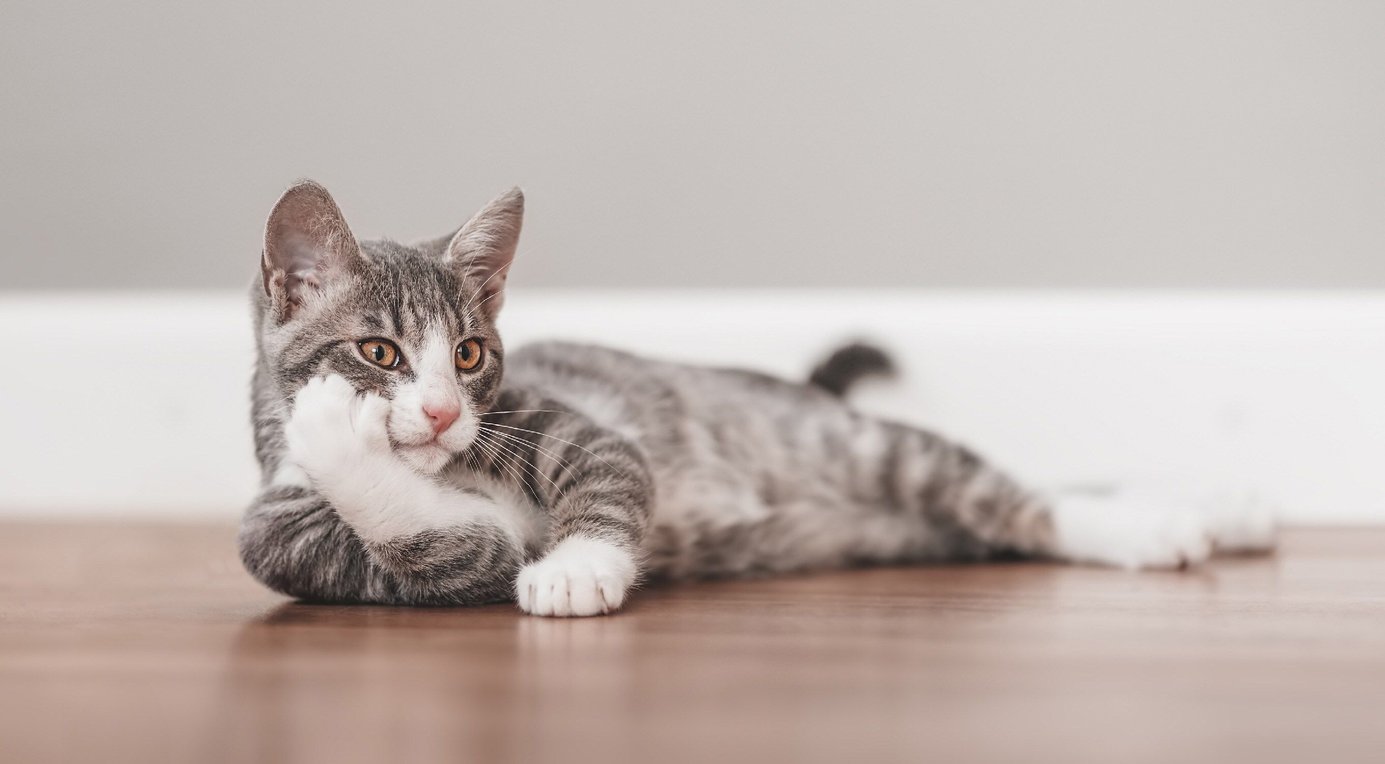 CATSTAGES Fresh Breath Mint Stick Cat Mesh Dental Chew Toy with Catnip ...