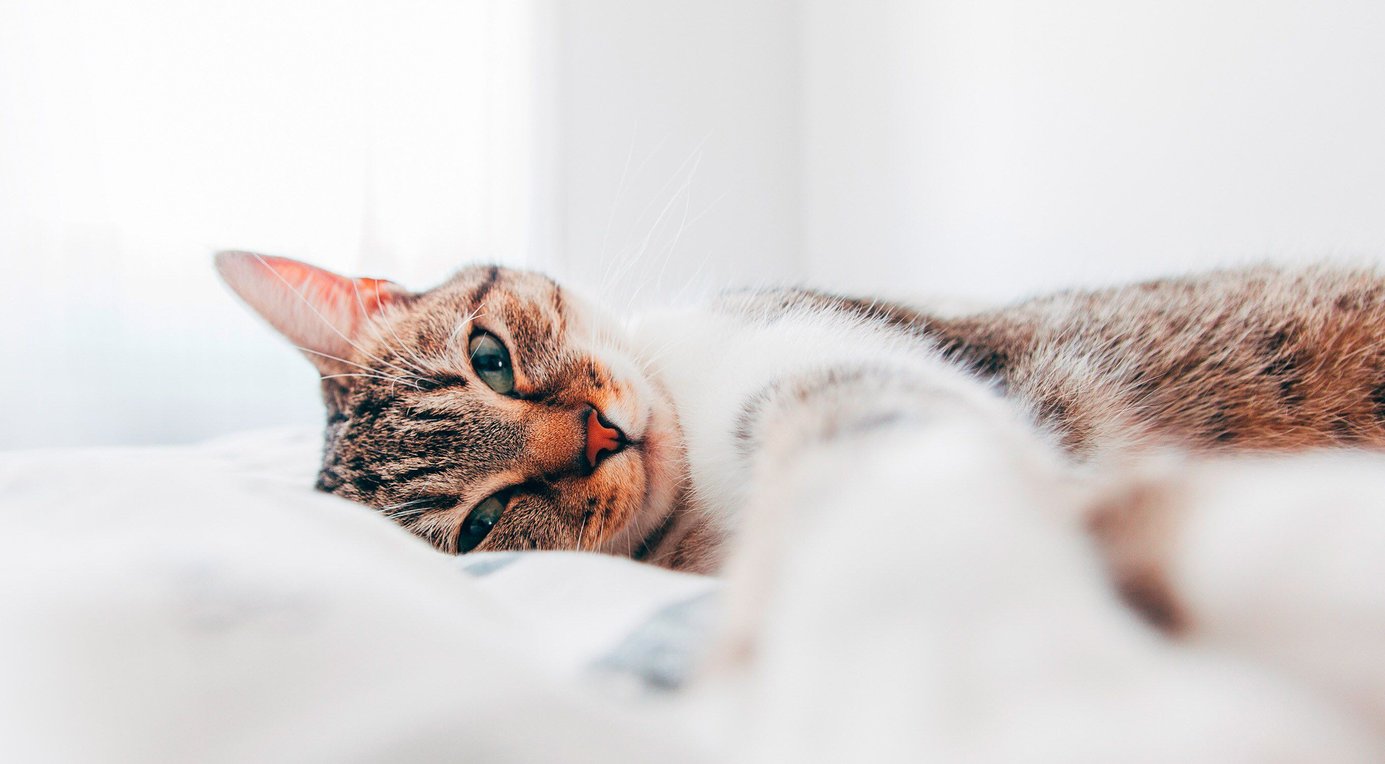 COMFORT ZONE Calming Pheromone Collar for Cats, 1 count - Chewy.com