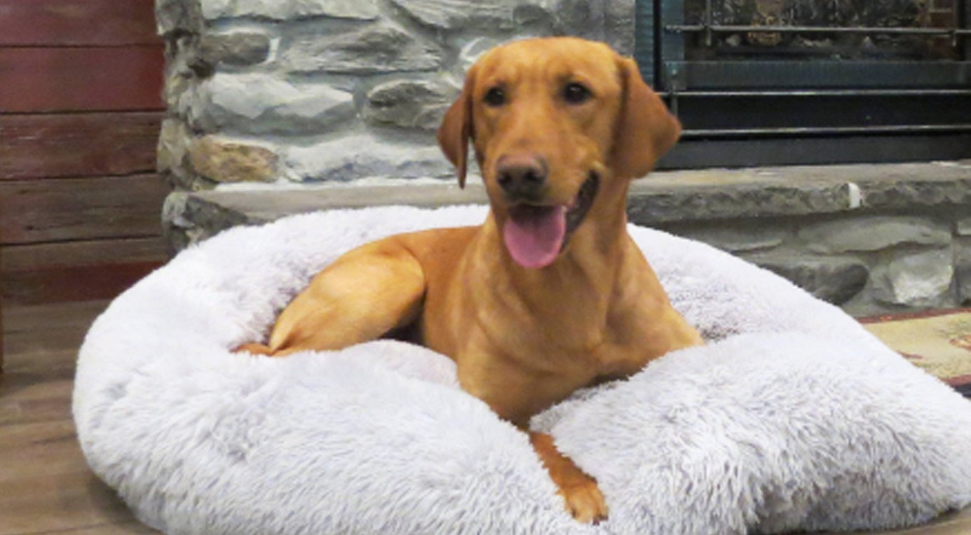 DOG PALACE Insulated Heated Dog House, Grey/Taupe - Chewy.com