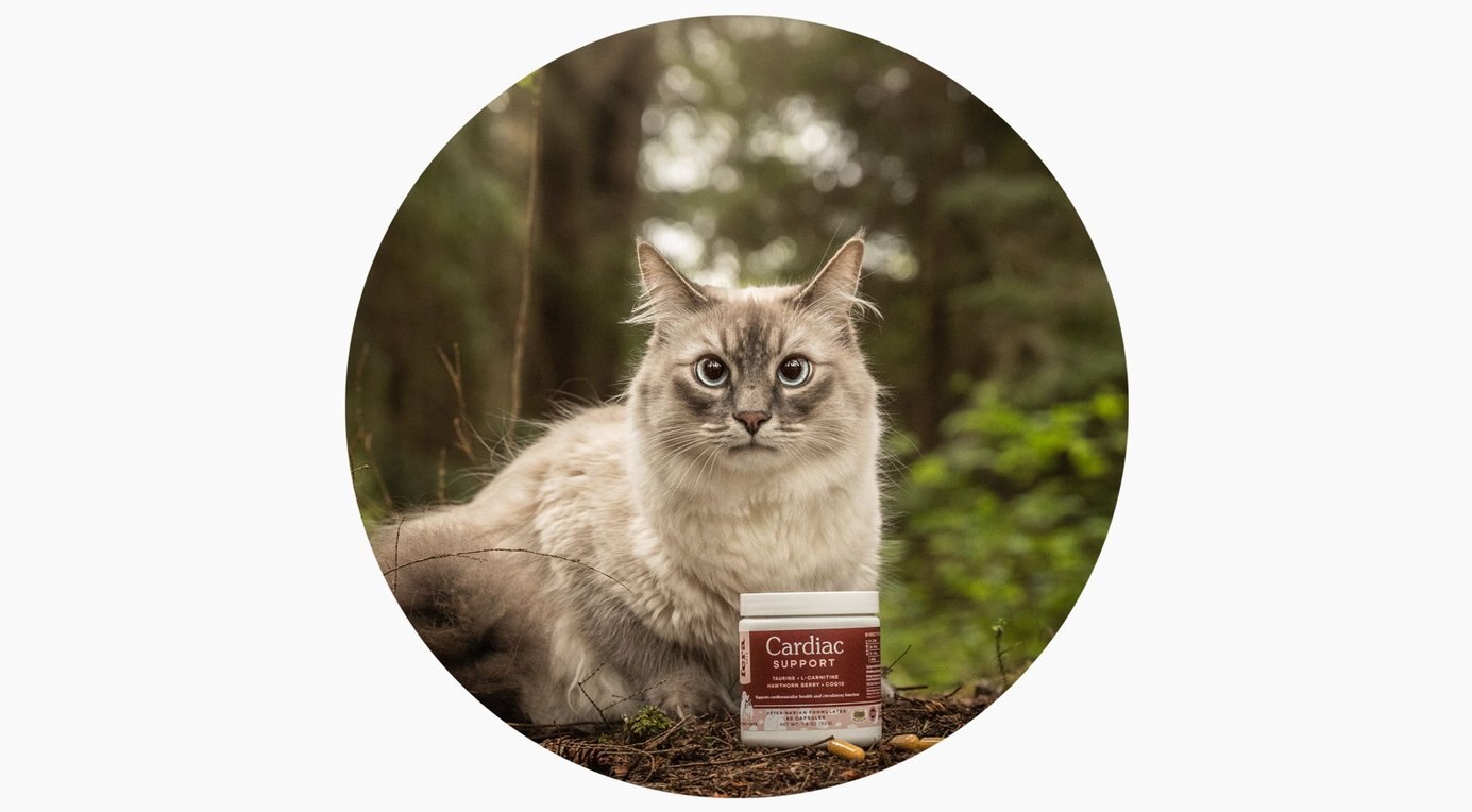 FERA PETS Probiotics with Organic Prebiotics for Dogs & Cats, 60 ...