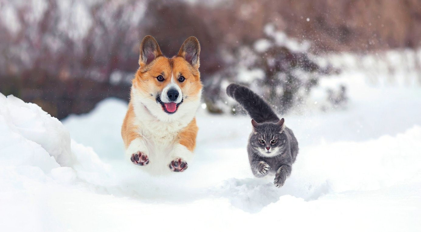 SAFE PAW PetSafe Ice Melt for Dogs & Cats, 8-lb jug - Chewy.com