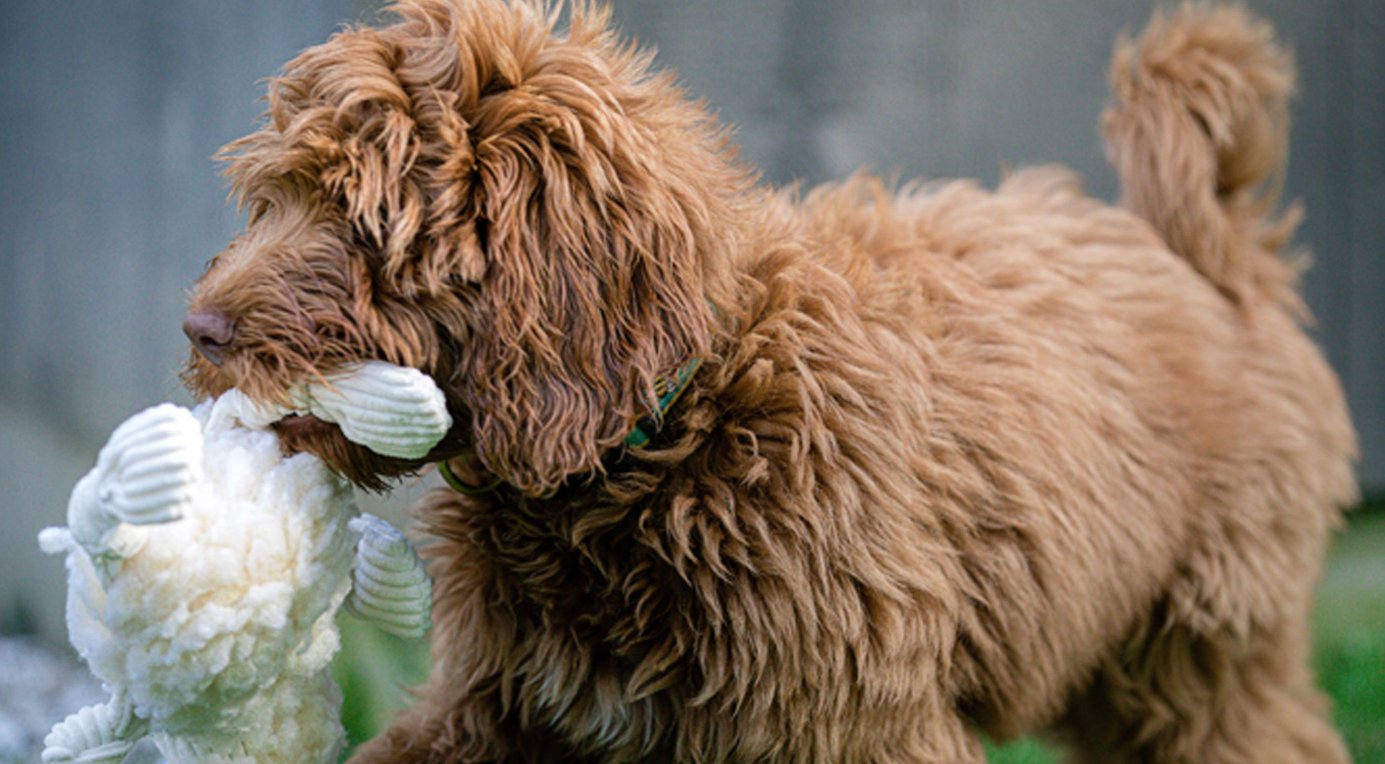 HUGGLEHOUNDS Barnyard Durable Plush Corduroy Knottie Bunny Squeaky Dog ...