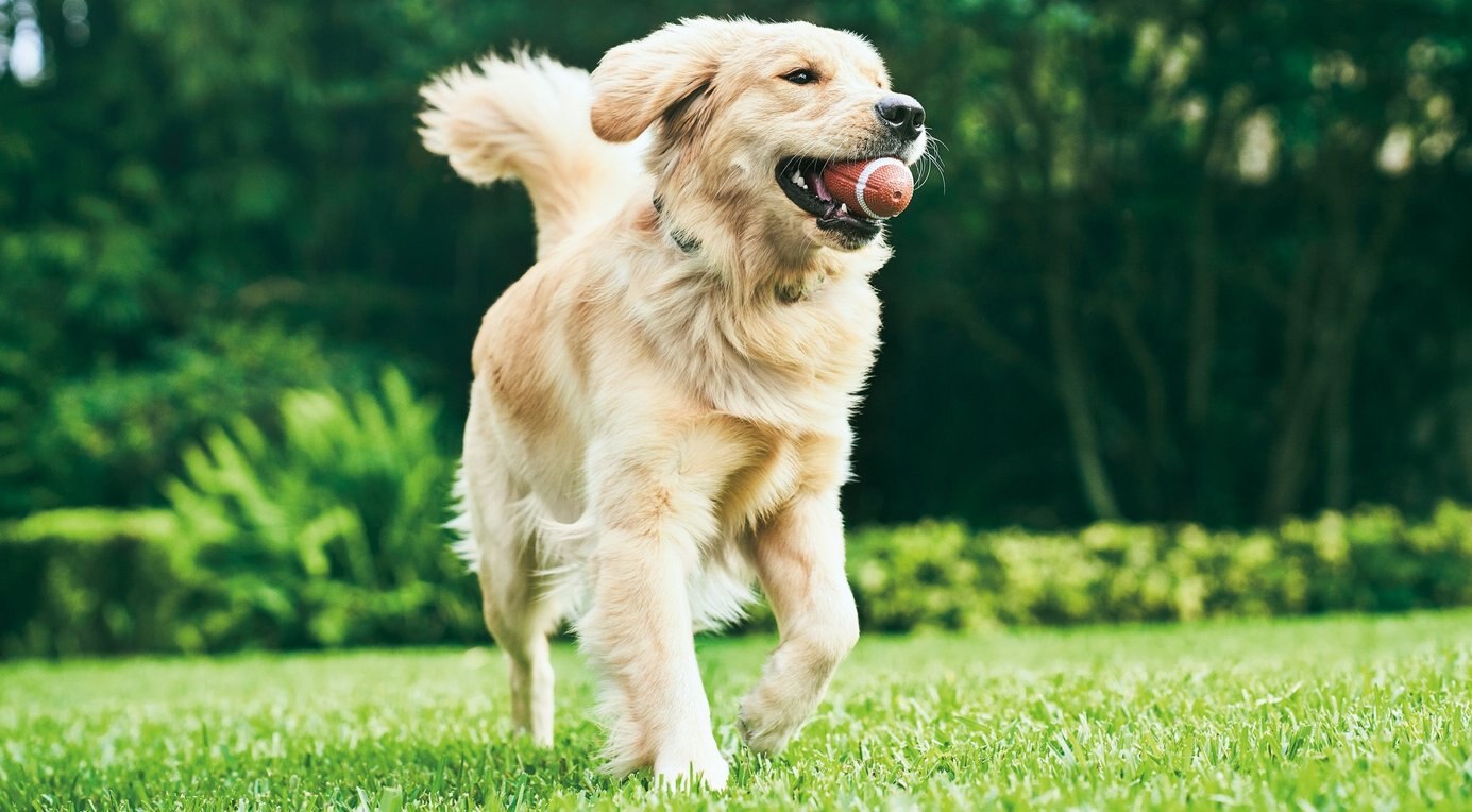 NEXGARD Chewables for Dogs, 60.1-121 lbs, (Red Box) - Easy Refills ...
