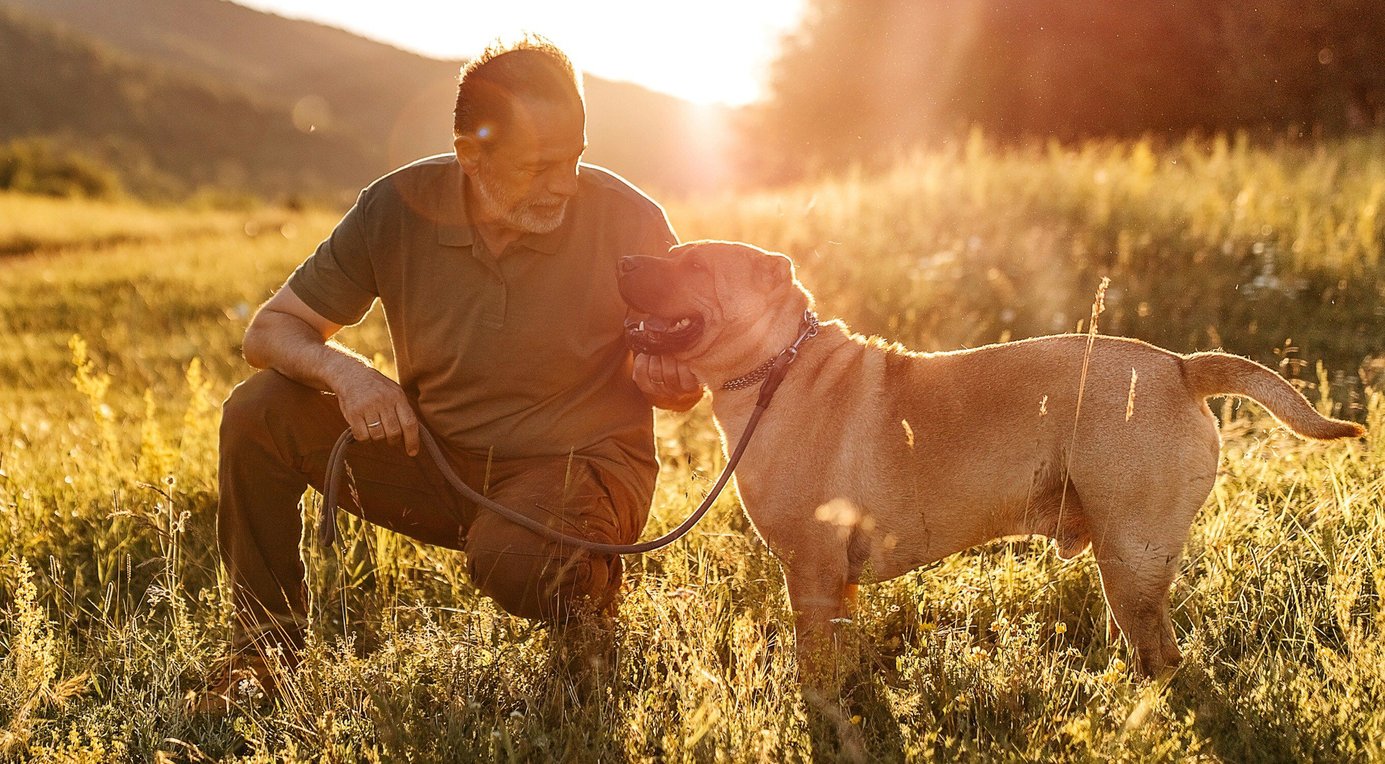 NUTRO Max Adult Large Breed Farm-Raised Chicken Recipe Natural Dry Dog ...