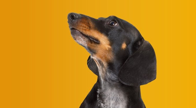 PEDIGREE Canine Cookout Beef Flavored High-Protein Adult Meaty Strips ...