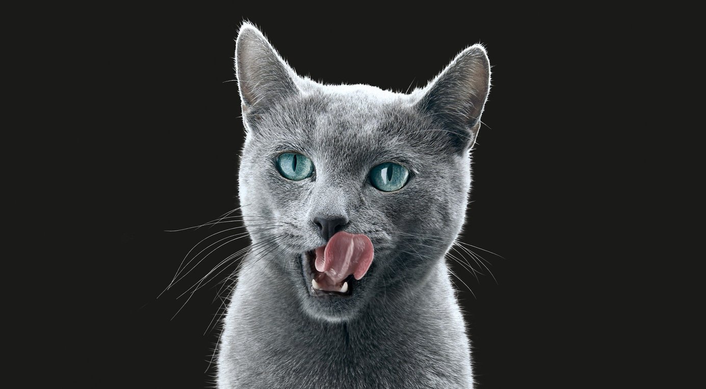 SHEBA Gravy Indulgence Chicken & Beef in Extra Gravy Variety Pack Grain ...