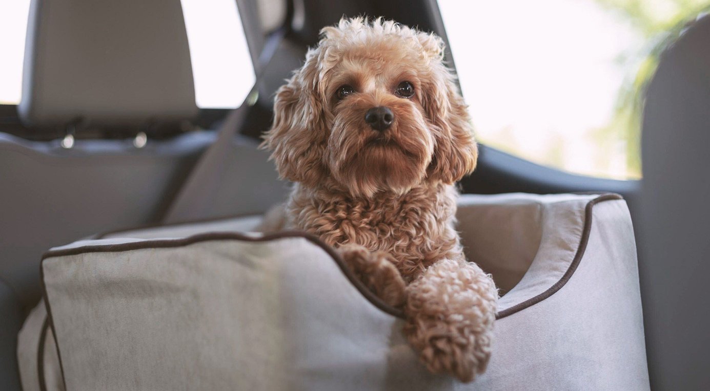 SNOOZER PET PRODUCTS Lookout 2 Dog Car Seat, Denim Diamond, Medium ...