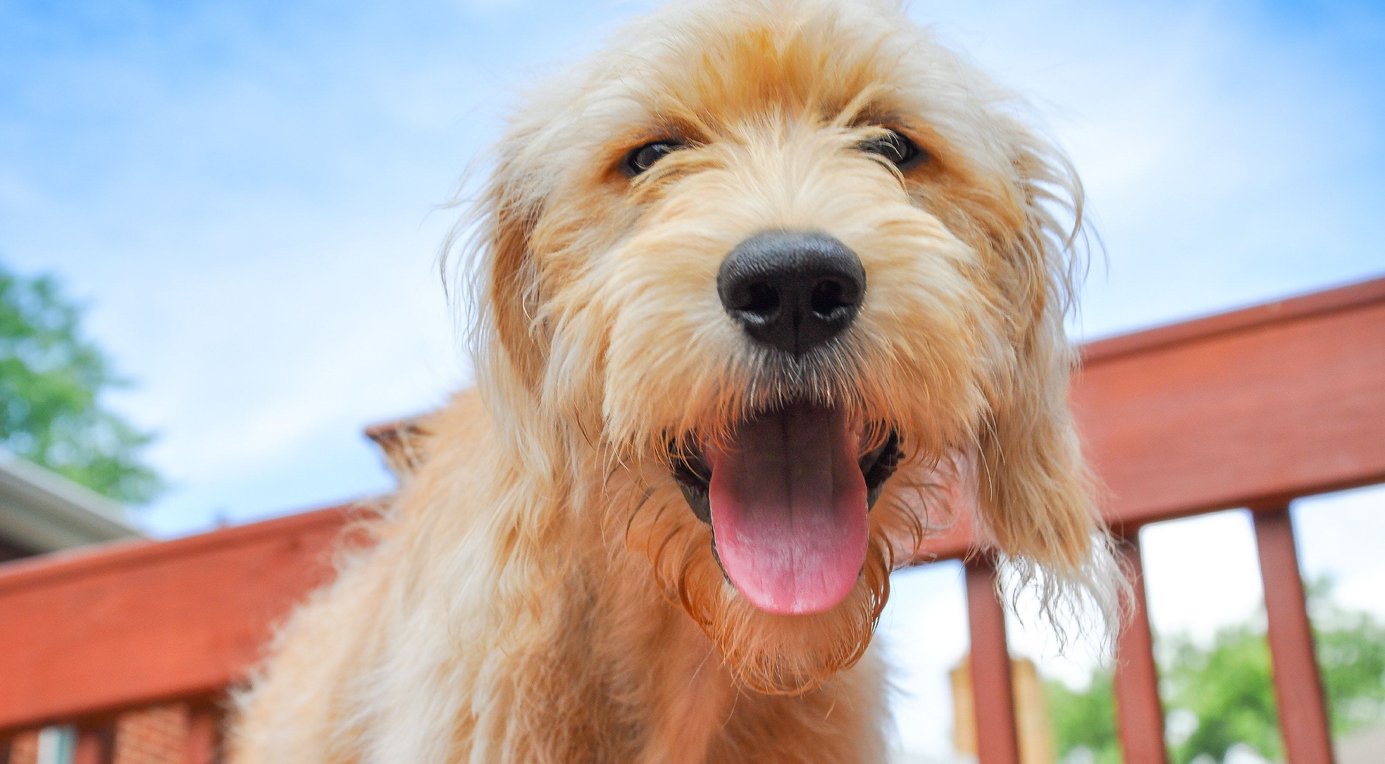 VIRBAC C.E.T. Aquadent Fr3sh Dog & Cat Dental Solution, 16.9-fl oz ...