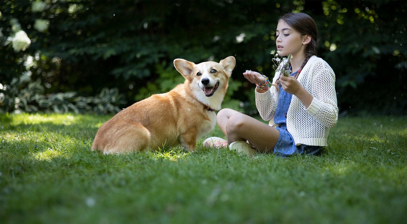 ZESTY PAWS Healthy Aging NAD+ Precursor Cellular Energy, Brain & Heart Supplement for Dogs, 60 ...