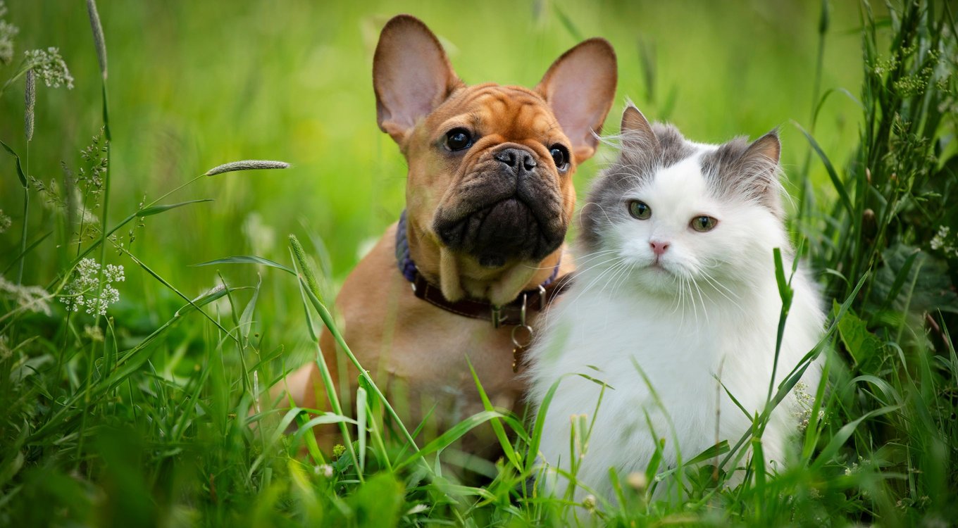 ANGELS' EYES Zinc-Otic Ear Relief Treatment for Dogs & Cats, 1-fl oz ...