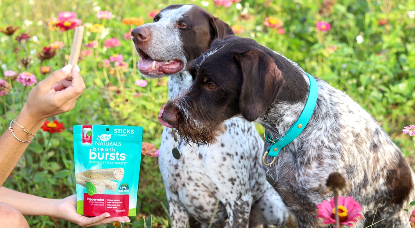 ARK NATURALS Breath Bursts Peppermint Sticks Medium/Large Dental Dog ...