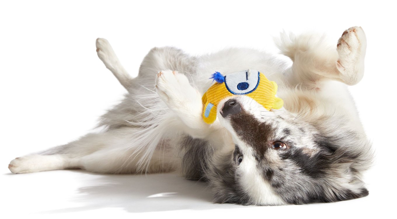BARK Quick Lick Picnic Multi-Part Squeaky Plush Dog Toy, X-Small/Small ...
