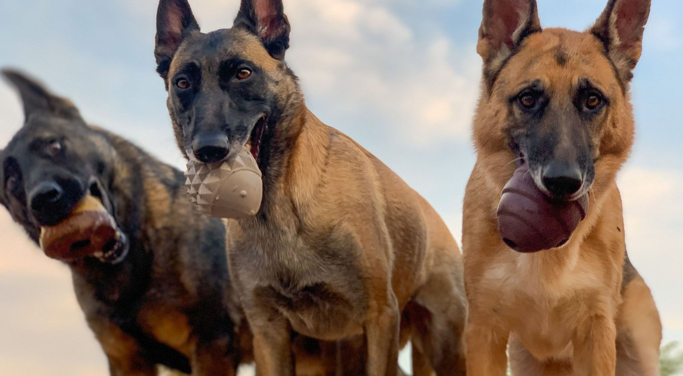 BARK Super Chewer Tailspin Tough Dog Chew Toy, Teal - Chewy.com