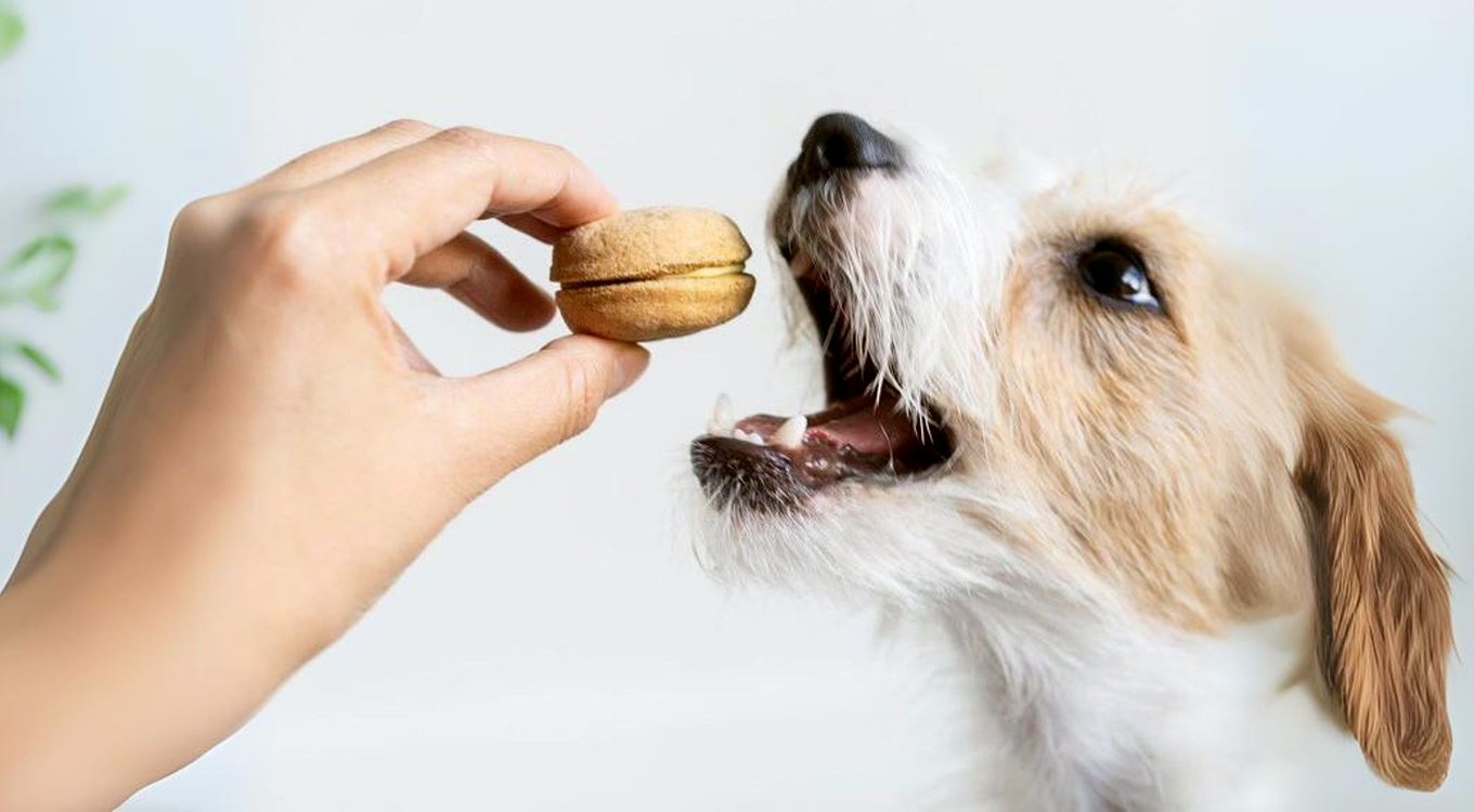 BONNE ET FILOU Lavender All-Natural Handmade Macaron Dog Treats, 6 ...