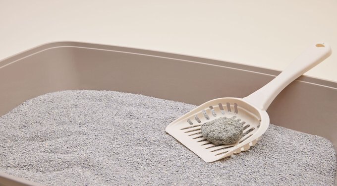 BOXIECAT Glo Corn Clumping Cat Litter, 16.5-lb bag - Chewy.com