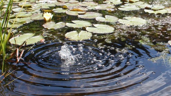 API Pond Algaefix Algae Control Solution, 2.5-gal bottle - Chewy.com