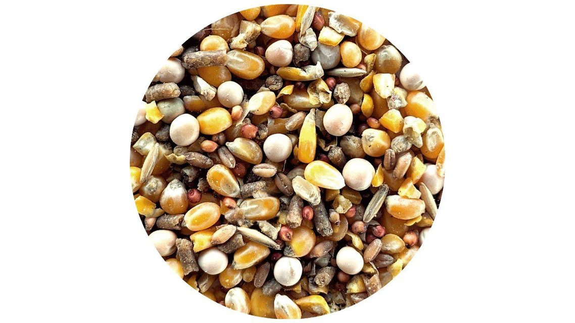 BLUEBONNET FEEDS Poultry Conditioner 16% Protein Premium Formula Grain ...