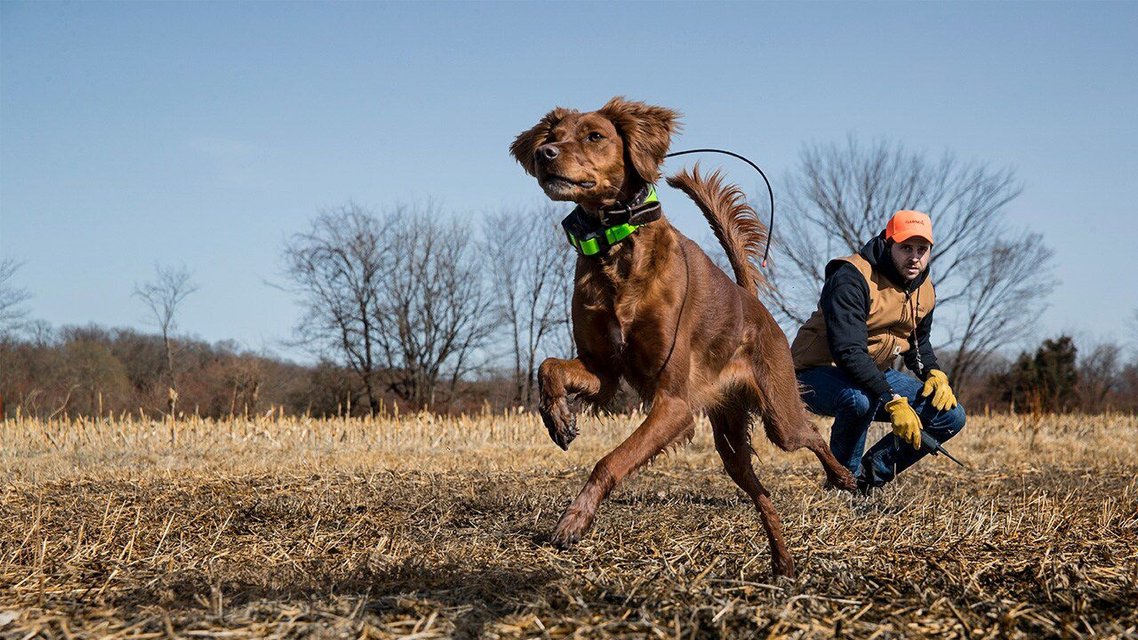 GARMIN Delta SE Hand-Held Remote Dog Training System, Black, Small ...