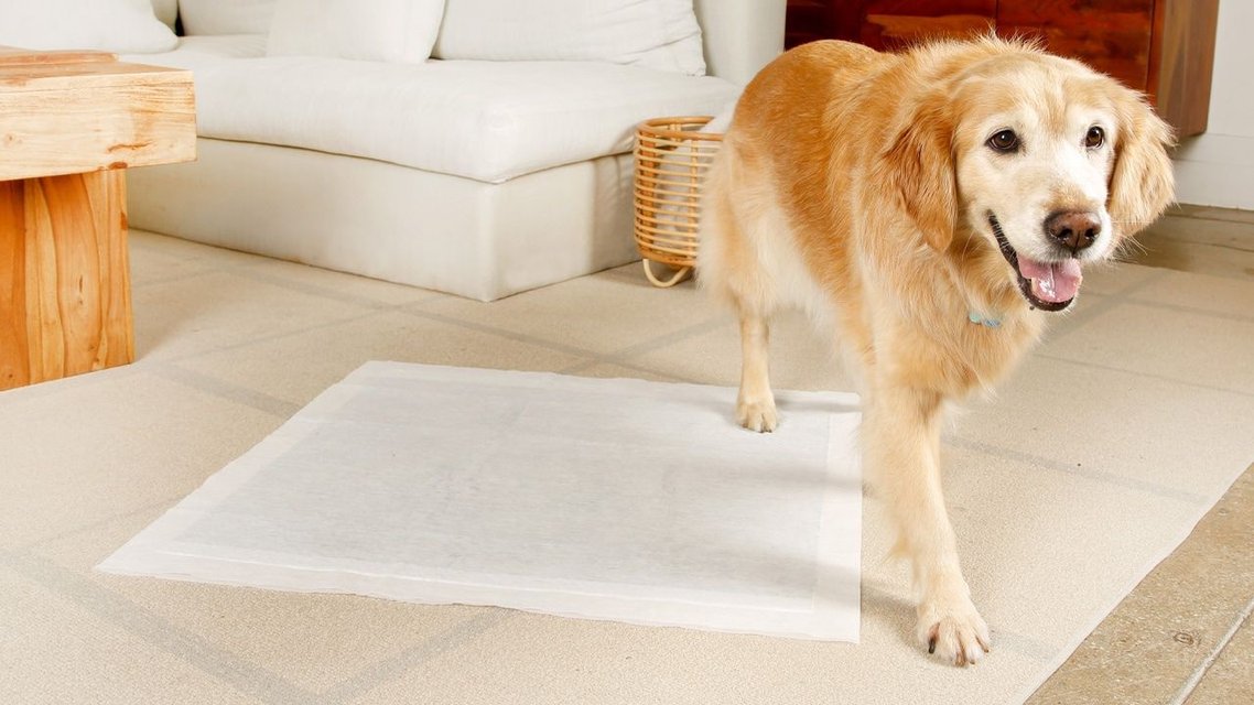 HARTZ Home Protection Miracle Guard Dog Potty Pads, Regular, 25 count ...