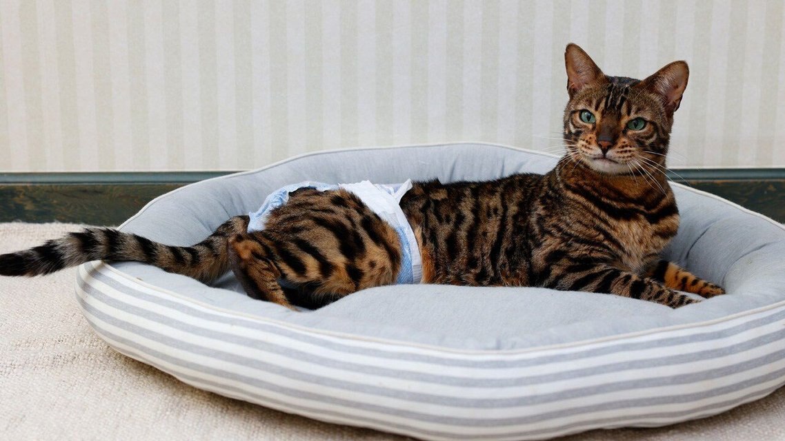 HARTZ Comfitables Male & Female Cat Diaper, 12 count, Medium - Chewy.com