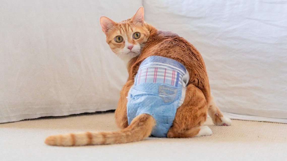 HARTZ Comfitables Male & Female Cat Diaper, 12 count, Medium - Chewy.com