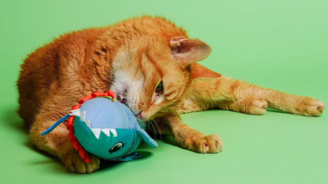 HARTZ Cattraction Crinkle Mice Cat Toy, Multi Color, 10 count - Chewy.com