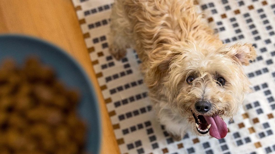 HILL'S SCIENCE DIET Senior Adult 7+ Chicken Meal, Rice & Barley Recipe ...