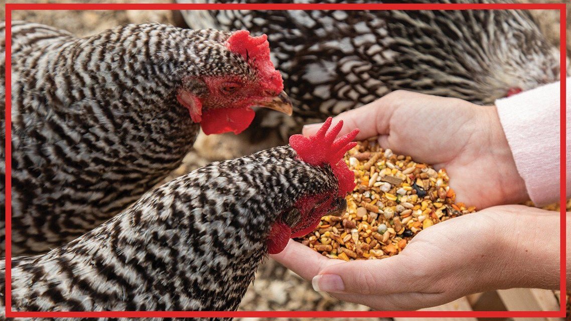 KALMBACH FEEDS All Natural 20% Protein Flock Maker Pellets Poultry Feed ...