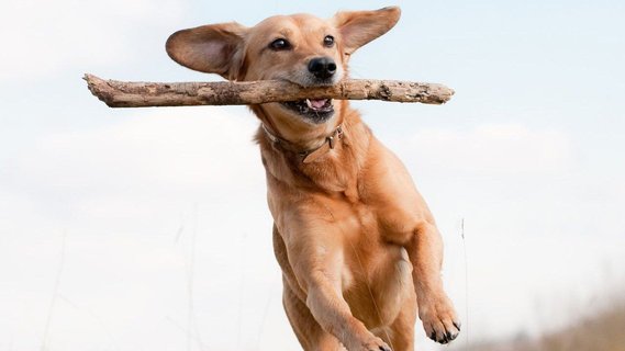 MERRICK Turkey Bone Broth Grain-Free Wet Dog & Cat Food Topper, 16-oz ...