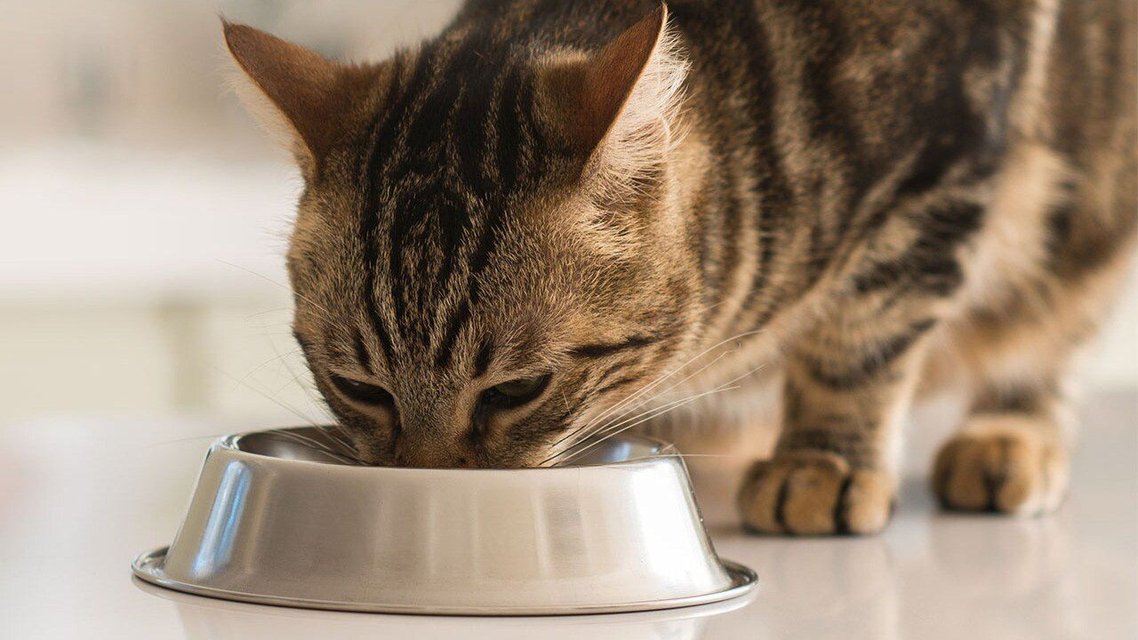 MERRICK Chicken Bone Broth Grain-Free Wet Dog Food Topper, 16-oz pouch ...