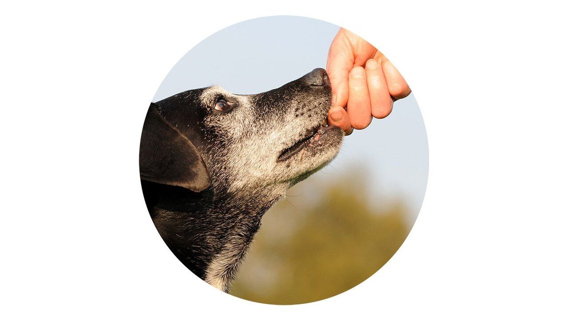 PEAKTAILS Arthrix Hip & Joint Plus HA Dog Supplement, 90 count - Chewy.com