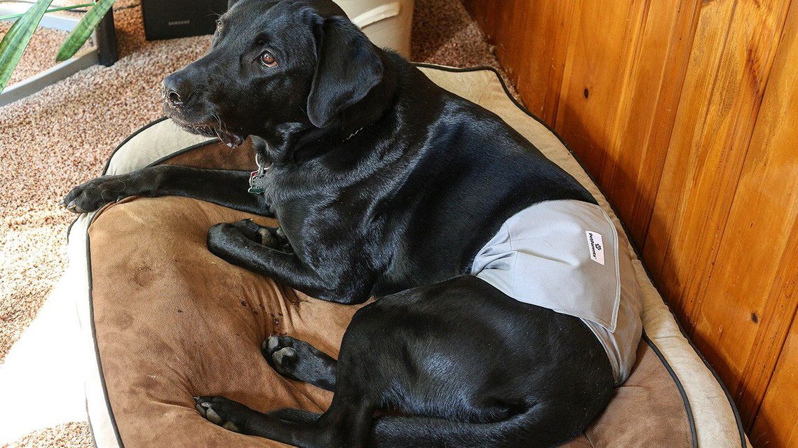 PET PARENTS Washable Belly Band Male Dog Diapers, Dog Wraps & Extendrs ...