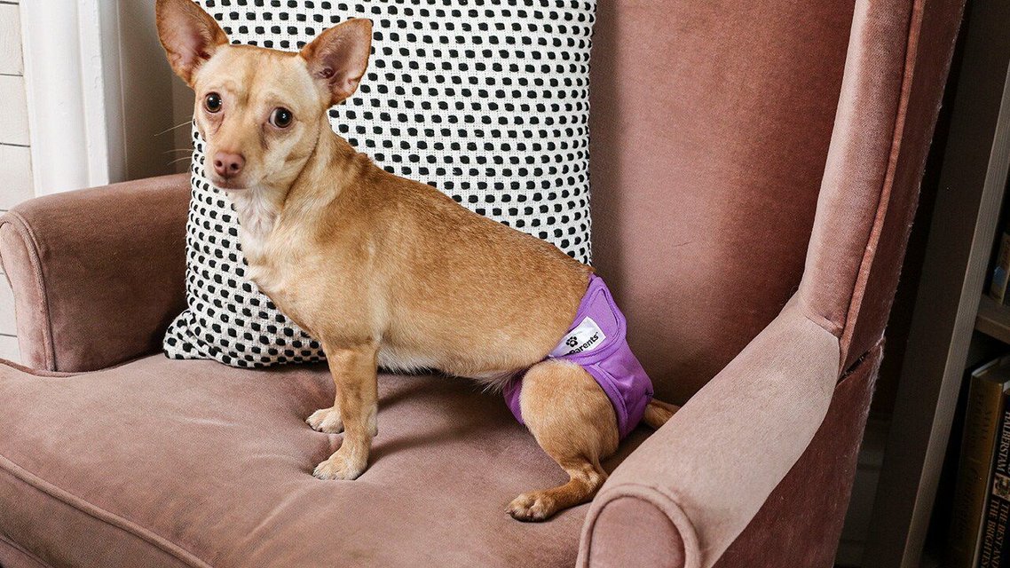 PET PARENTS Washable Male & Female Dog Diapers + Extendrs, Natural, X ...