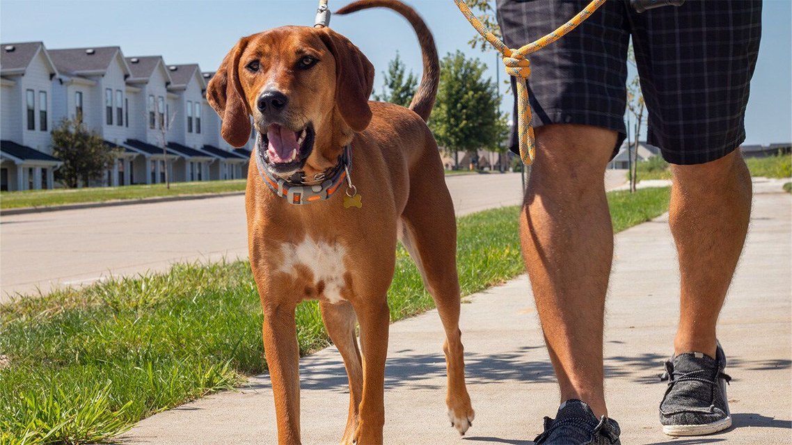 PET PARENTS Forager Snuffle Mat & Slow Feeder Dog Bowl, Forest Grey ...