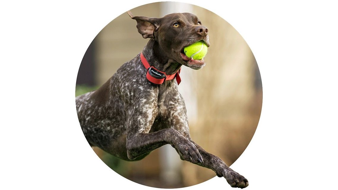 PetSafe Keep Safe Break-Away Dog Collar (Free Shipping) | Chewy