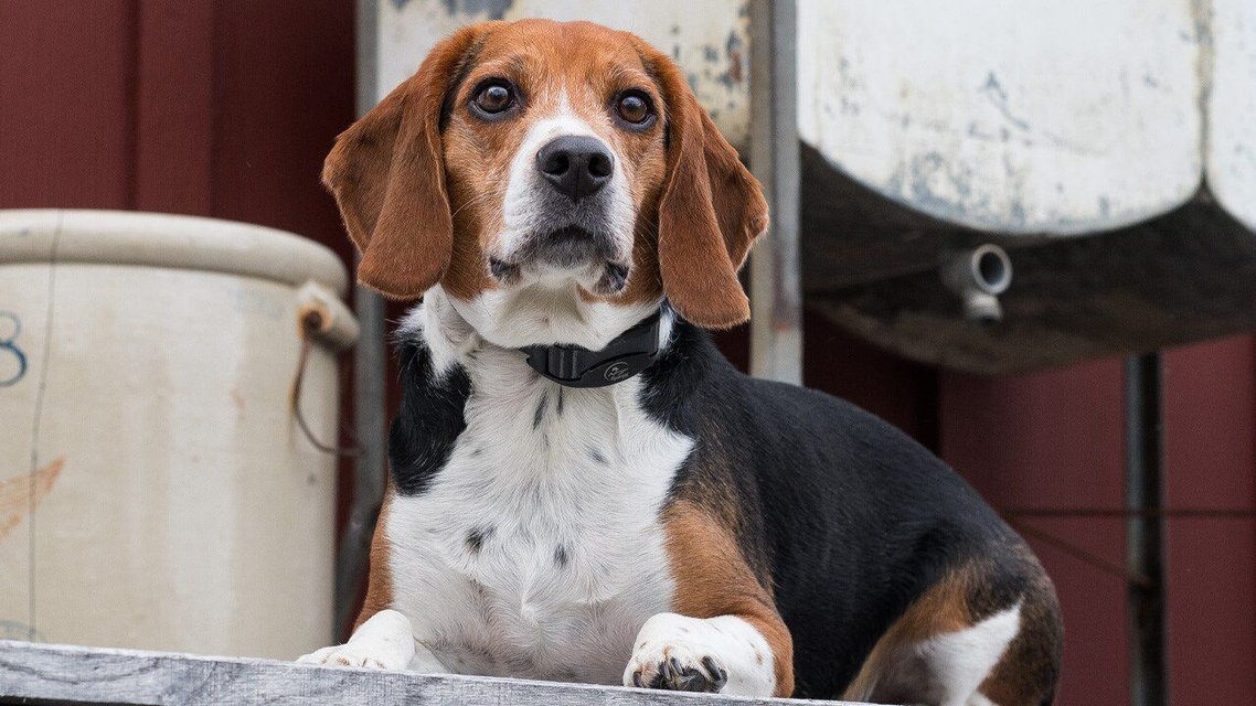 SPORTDOG FieldTrainer 425XS Waterproof Stubborn Dog Shock E-Collar ...